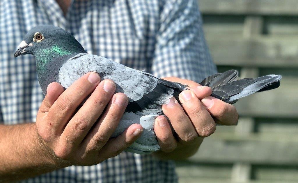 “斗牛犬”家族再现一羽真正魔鬼速度的顶级赛鸽：“灰夜帝”